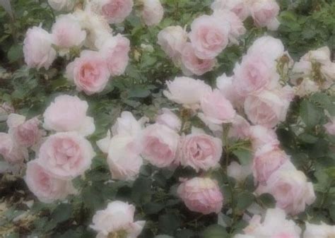 Pin De 𓊆ྀིaven𓊇ྀི En Li ･ﾟ☆ Flores Naturaleza Estética Papel Tapiz