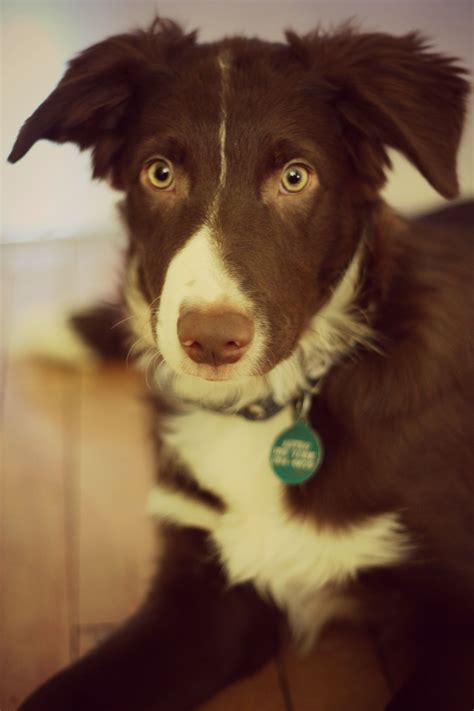 Border Collie Red And White Could Be One Of Bennys Siblings
