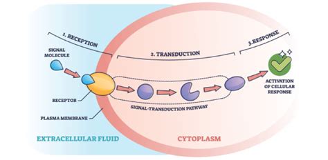 Signal Transduction Pathway Diagram