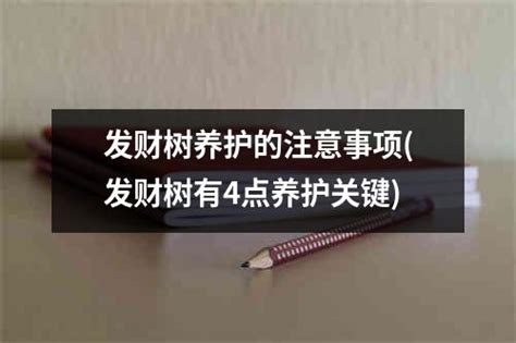 发财树养护的注意事项 发财树有4点养护关键 养花经验