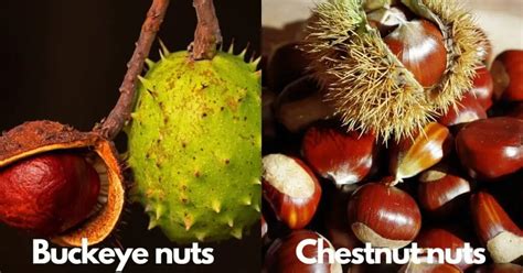 Buckeye Vs Chestnut Whats The Difference Timber Blogger