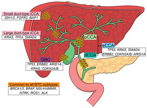 Molecular Characteristics Of Biliary Tract Cancer According To Download Scientific Diagram