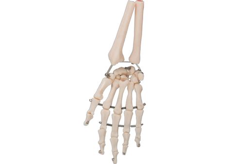 Pvc Material Human Hand Bone Model 3d For Medical Training