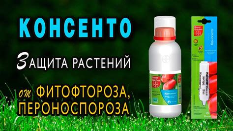 Препарат Консенто — эффективная защита растений в открытом грунте - YouTube