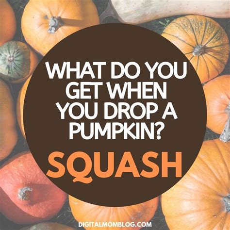 Pumpkin Everything Meme Pumpkin Meme Templates Zmxd