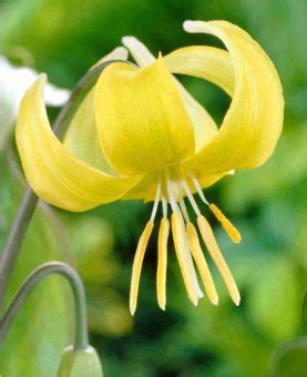 Buy Rare Unusual And Exciting Plants Hayloft Plants With An Rhs Agm