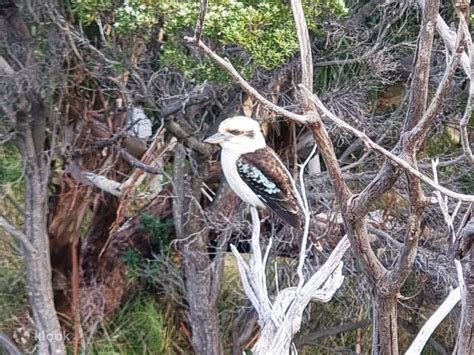 그레이트 오션 로드 2일 프라이빗 투어 클룩 Klook 한국