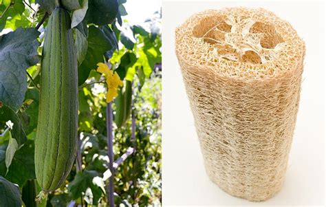 How To Grow Your Own Loofah Sponge Loofah Sponge Organic Vegetable