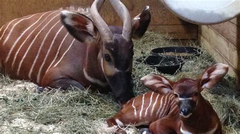 5 Fast Facts About Eastern Bongos Mental Floss