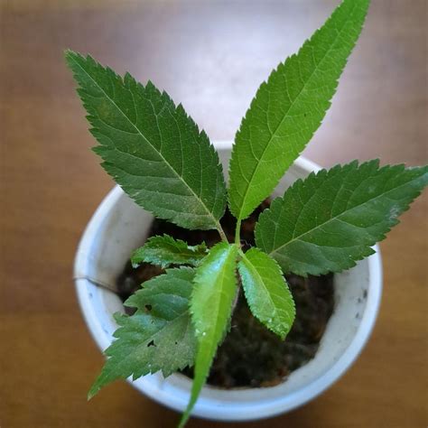 吉野サクラ、苗え木、桜 2024 08 25出品 メルカリ