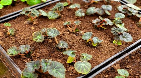How To Propagate Begonias In Easy Steps