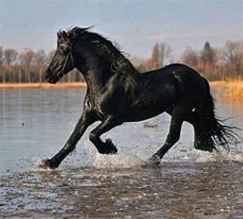 ძალიან ლამაზი ცხენი