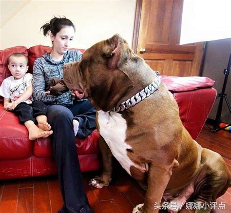 世界最大的比特犬生了8個寶寶，每隻價值50萬美元 每日頭條