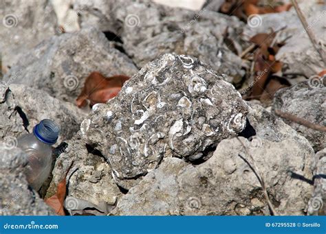 Rock With Fossilized Shells Stock Photo Image Of Encrusted Stones 67295528