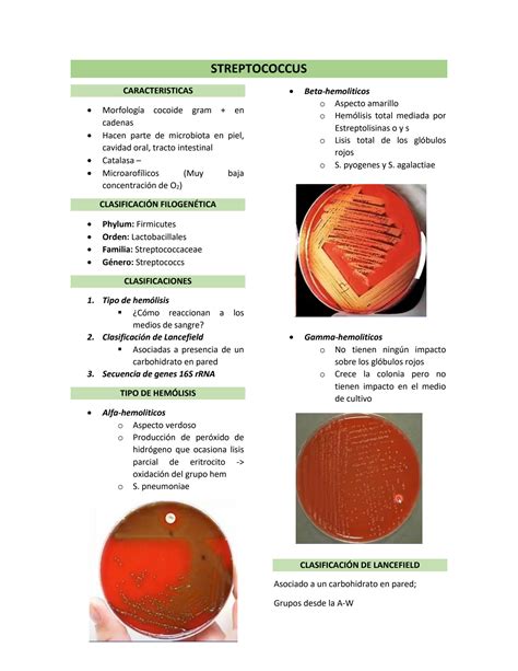 Solution 3 Genero Streptococcus Microbiologia Bacterias Studypool