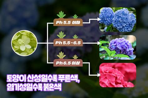 수국의 색깔 속에 담긴 화학의 비밀