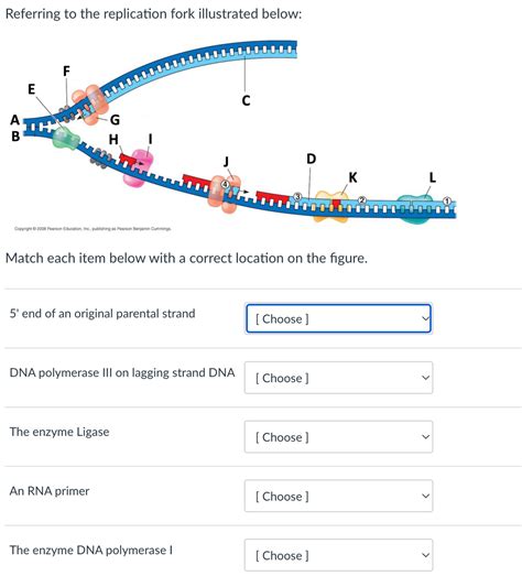 Answered Erring To The Replication Fork Bartleby