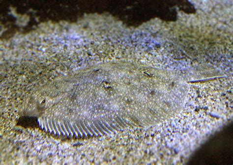 魚類図鑑メイタガレイ