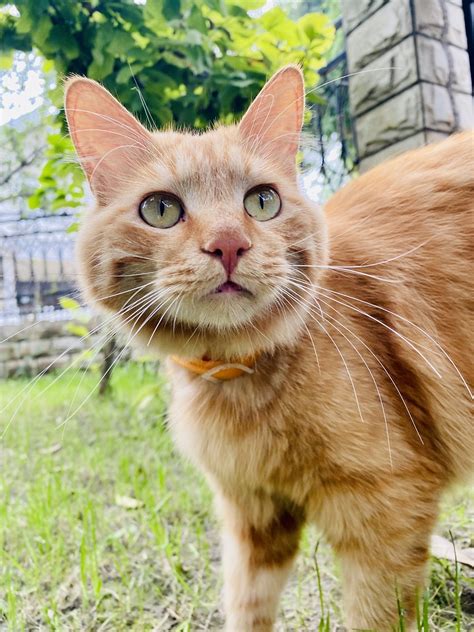 猫 生姜 可爱的 Pixabay上的免费照片