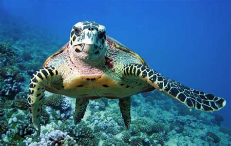Can Sea Turtles Hide In Their Shells Common Species That Can And Cant