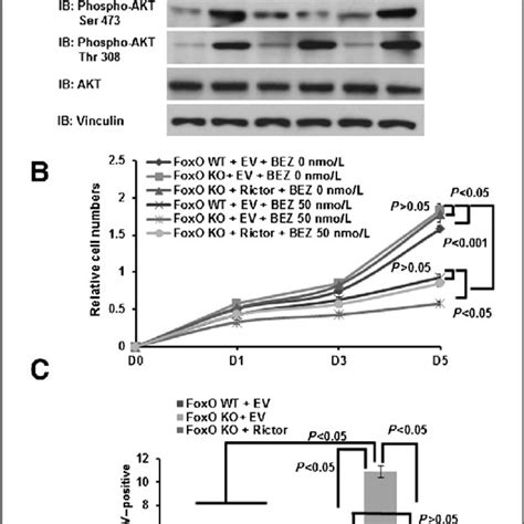 Rictor Mediates Foxo Regulation Of Akt Ser473 Phosphorylation Cell