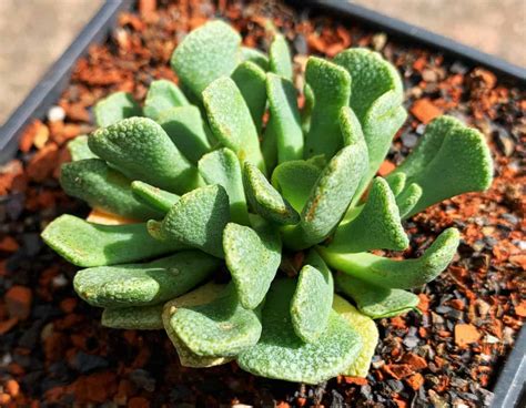 How To Take Care of Aloinopsis Plant | Plantly