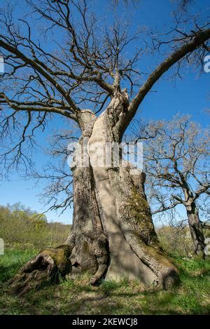 A Tree Cavity Filled With Concrete Cement To Structurally Support It Grey Cement Inside A