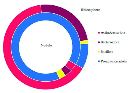 amplicon sequence variants asvs distribution at the phylum level in