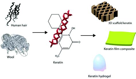 Keratin Structure And Function