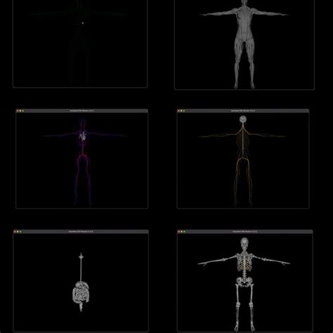 User Interface Display Human Body Tracking Choice Of Anatomical System Download Scientific