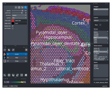 Interactive Visualization With Napari — Squidpy Documentation