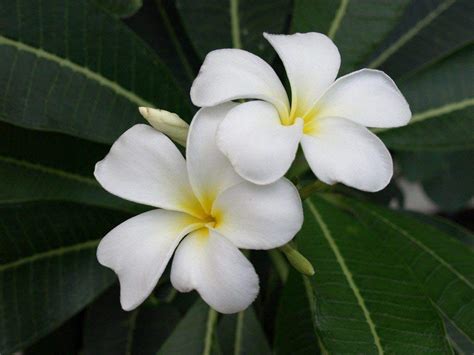 Nag Champa Flower In Hindi Best Flower Site