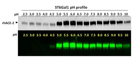 R N Glycan Labeling And Detection Kit 1 Kit Immunoassay Reagents And Kits Fisher Scientific