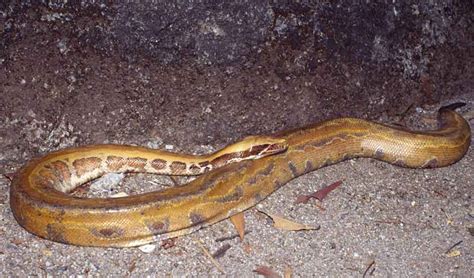 Myanmar Short Tailed Python Facts Distribution And Population Biodb