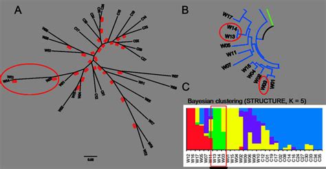 Phylogenetic Trees And Bayesian Clustering Result Constructed With