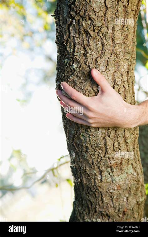 Man Hugging A Tree Stock Photo Alamy