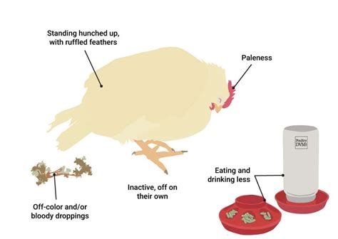 Coccidiosis Raise Chickens Right