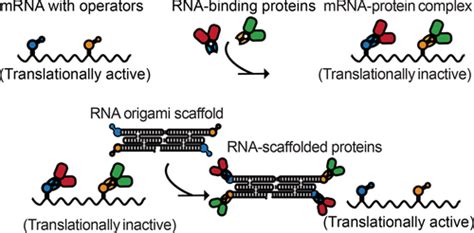 Acs Synthetic Biology