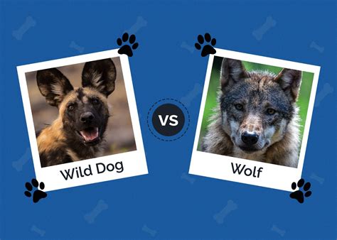 Wild Dogs Vs Wolves Key Differences With Pictures Hepper Pet Resources