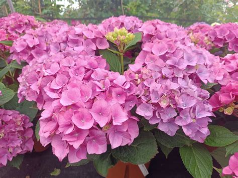 Hydrangea Macrophylla Marina Bleu