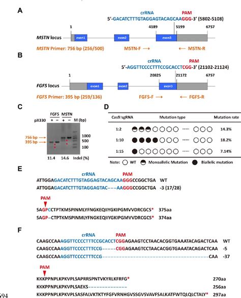 Table 1 From A Mstn Del273c Mutation With Fgf5 Knockout Sheep By Crispr Cas9 1 Promotes Skeletal