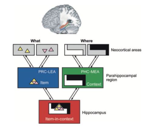 Cog Aging Exam Review Flashcards Quizlet