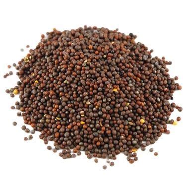 Best Biji Sawi Mustard Seeds 1kg Lazada