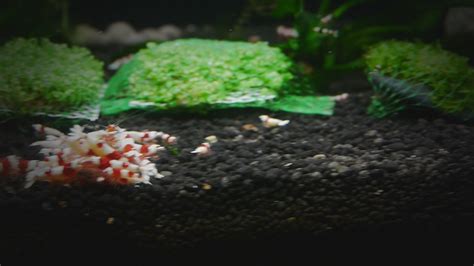 P1000375 Ming Wei Huang Flickr