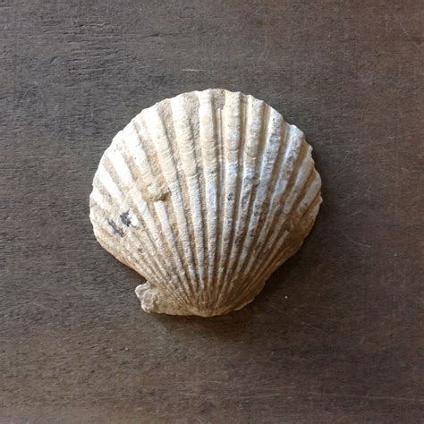 Scallop Shell Fossil Sea Things Ventura