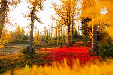 See Amazing Fall Colors Hiking To Grasshopper Pass Via Pct