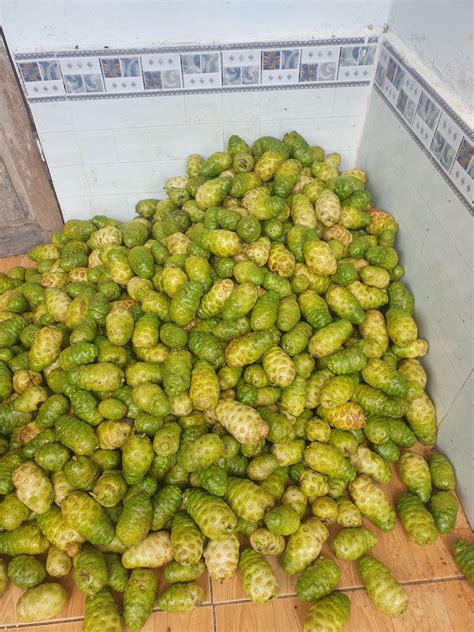 C Ng D Ng Tuy T V I C A Tr I Nh U I C Ng D Ng N C C T Tr I Nh U Shop Tr I Nh U A T I Noni