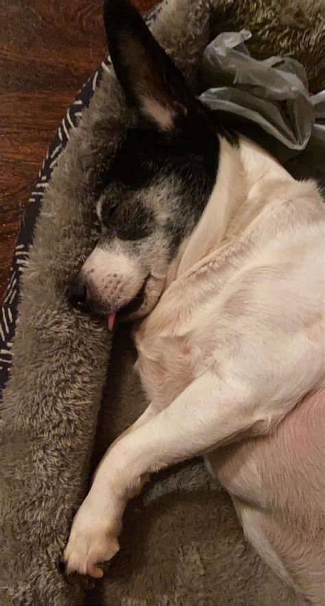 Heres My Rattie Lucy R Ratterriers