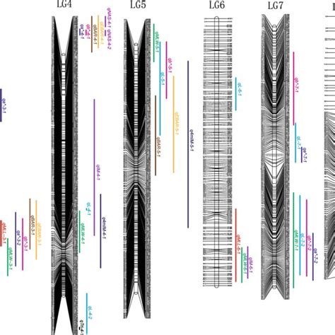 The Qtl Positions On The High Density Map Of The F2 Population Qtl Download Scientific Diagram