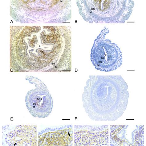 relative mrna expression of versican in the mouse uterus the mrna